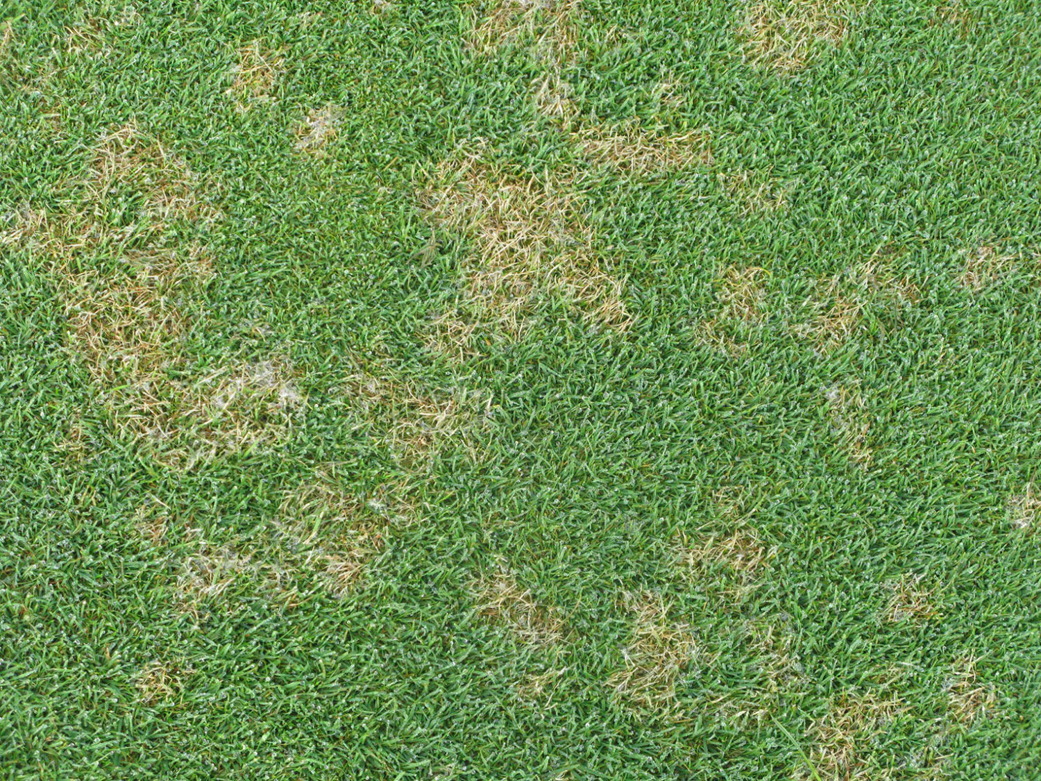 Successful Turf Management and Disease Control Methods